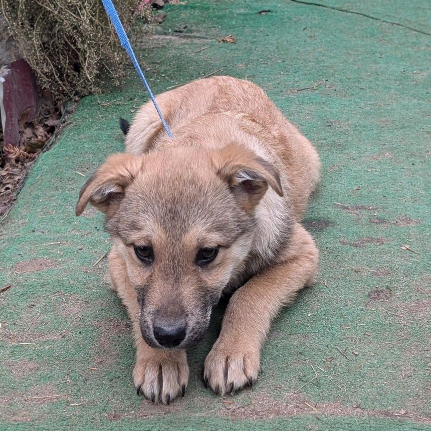 Щенок в добрые руки