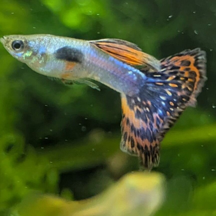 Гуппи самцы