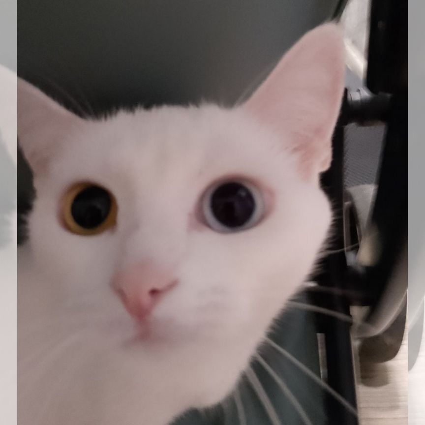 Кошка
