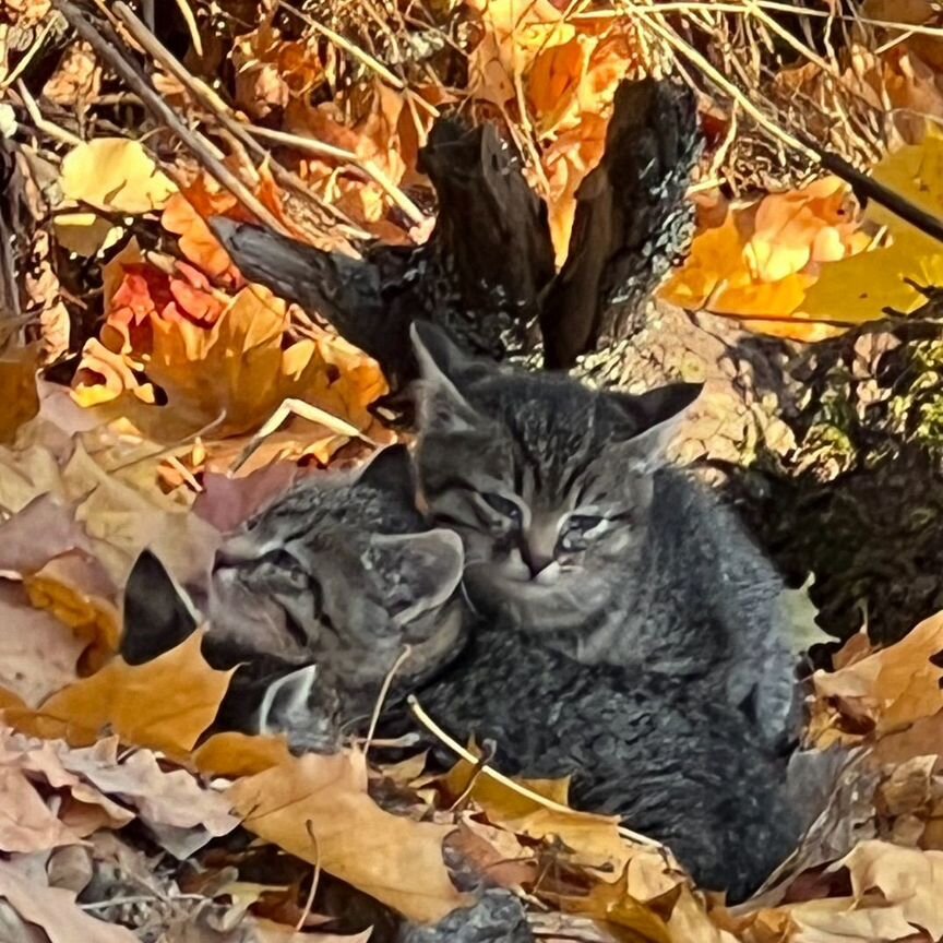 Котята, спасённые с улицы
