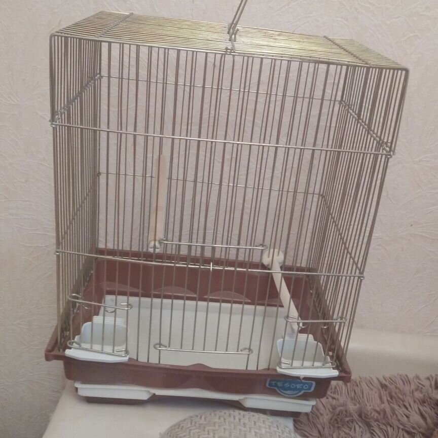 Волнистый попугай