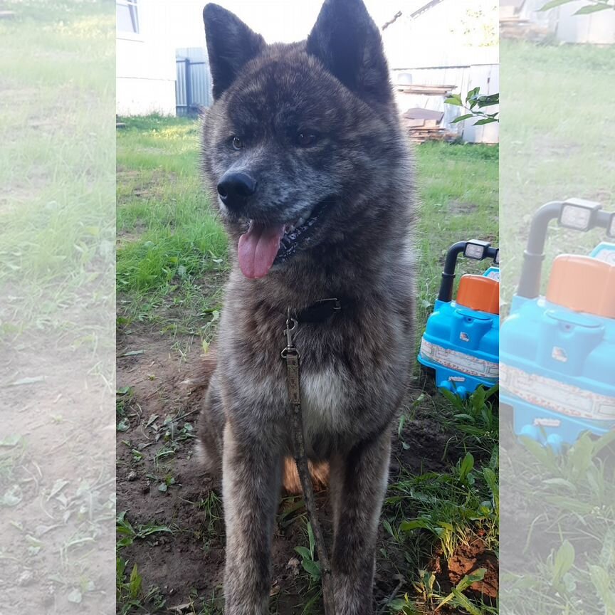 Собака в добрые руки отдам бесплатно