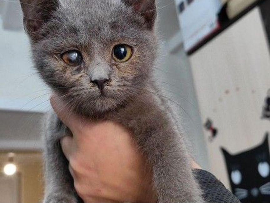 Плюшевый котёнок с особенным глазом в добрые руки