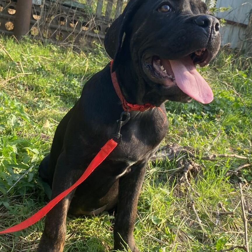 Щенок кане корсо