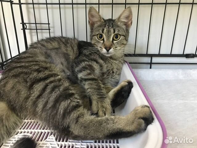 Молоденькая кошечка ищет дом