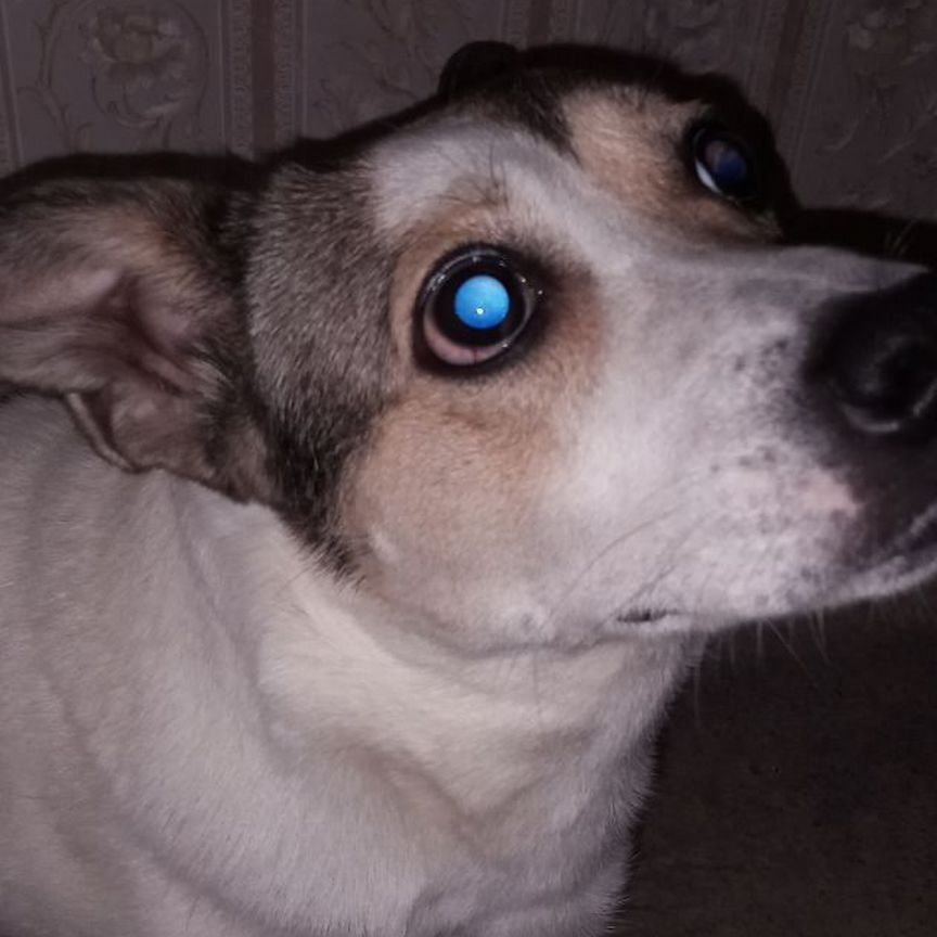 Отдам в добрые руки собачку