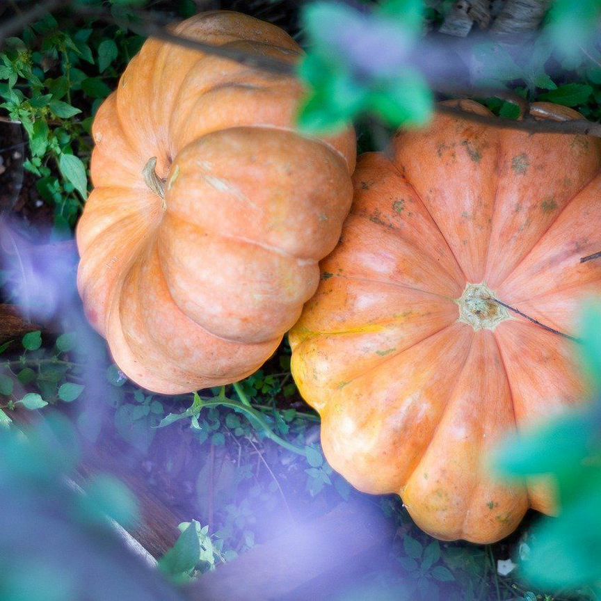 Продам тыкву