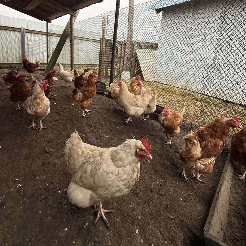 Продаются куры-несушки