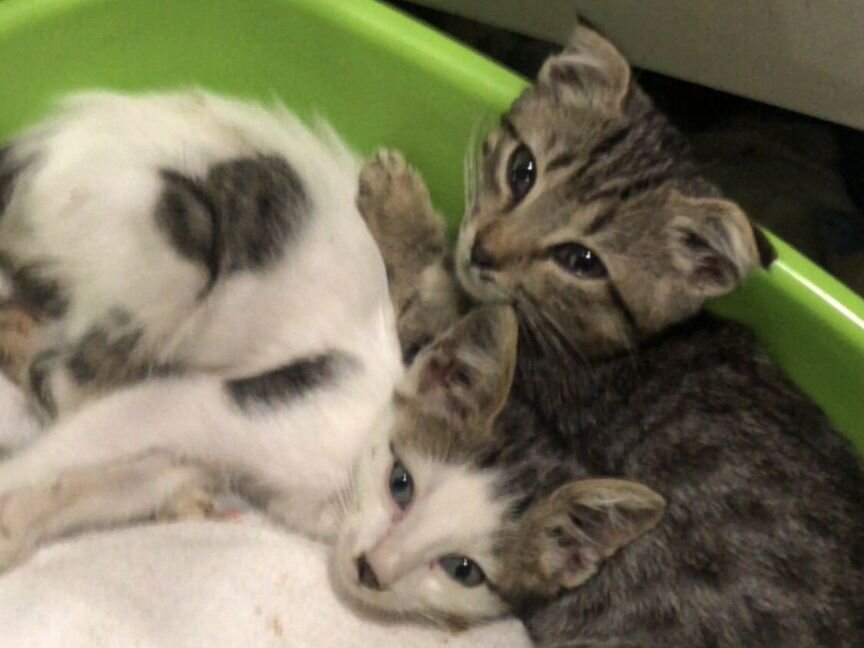 Котята отдам в добрые руки бесплатно