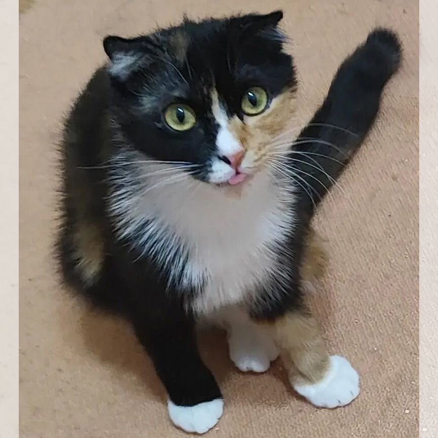 Котёнок в добрые руки