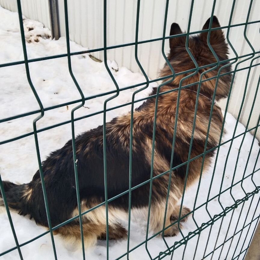 Немецкая овчарка, взрослая собака