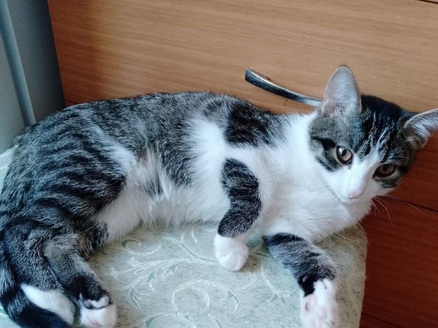 Кошка 4 мес, бесплатно
