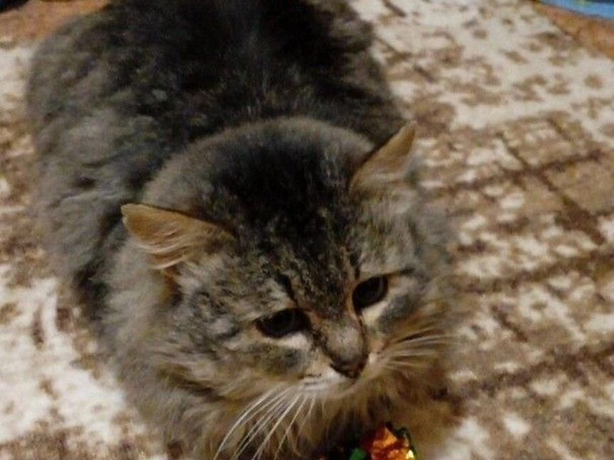 Котик Федор