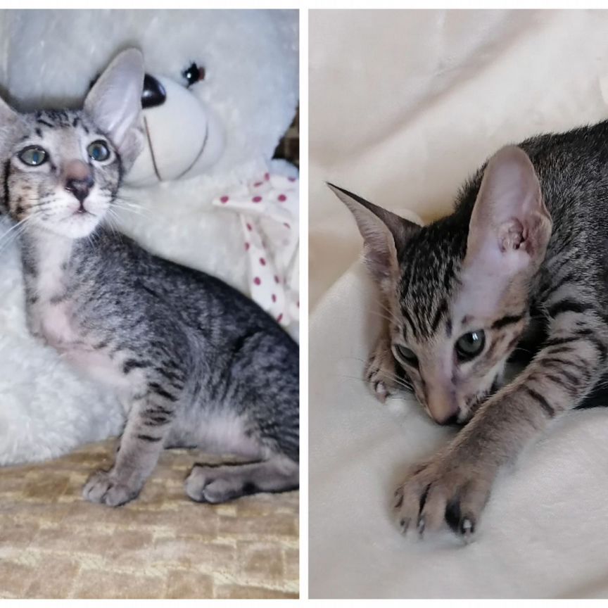 Ориентальные котята