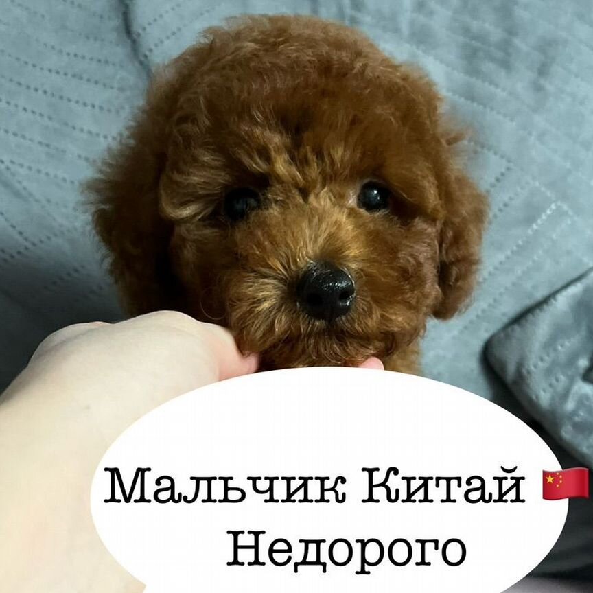 Той-пудель, щенок