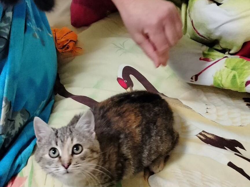 Котёнок в добрые руки