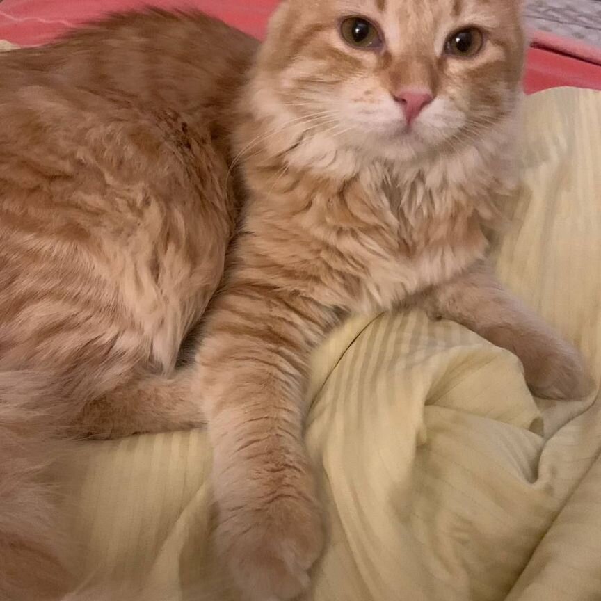 Котенок. в очень добрые руки