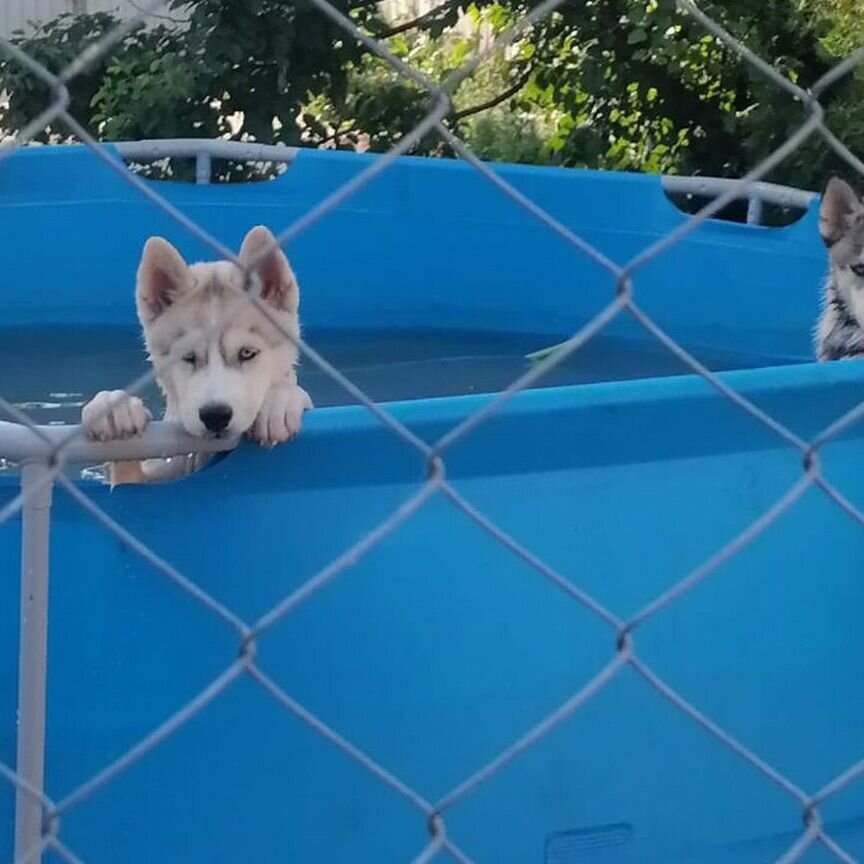 Щенки хаски