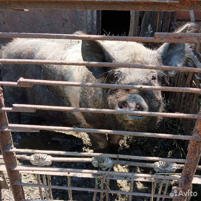 Хряк производитель