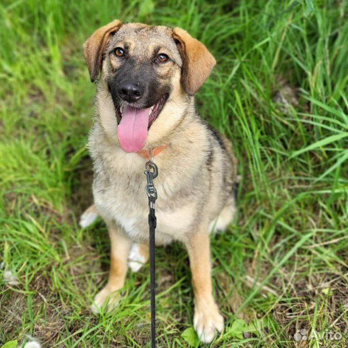 Большеухая красавица собака 8 месяцев