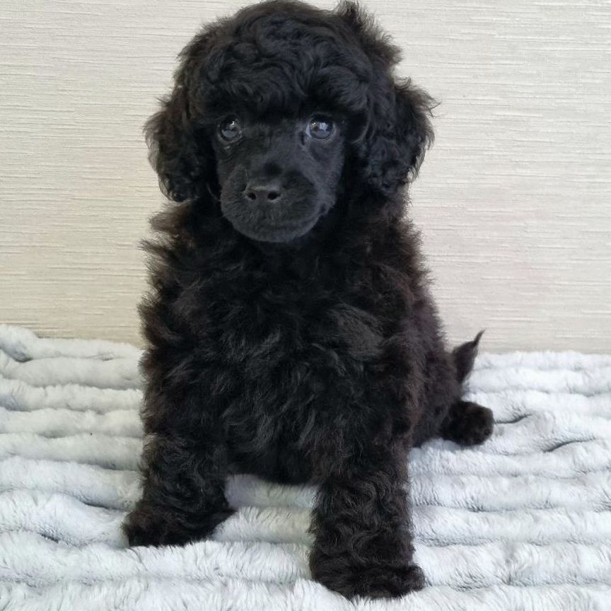 Той-пудель, щенок