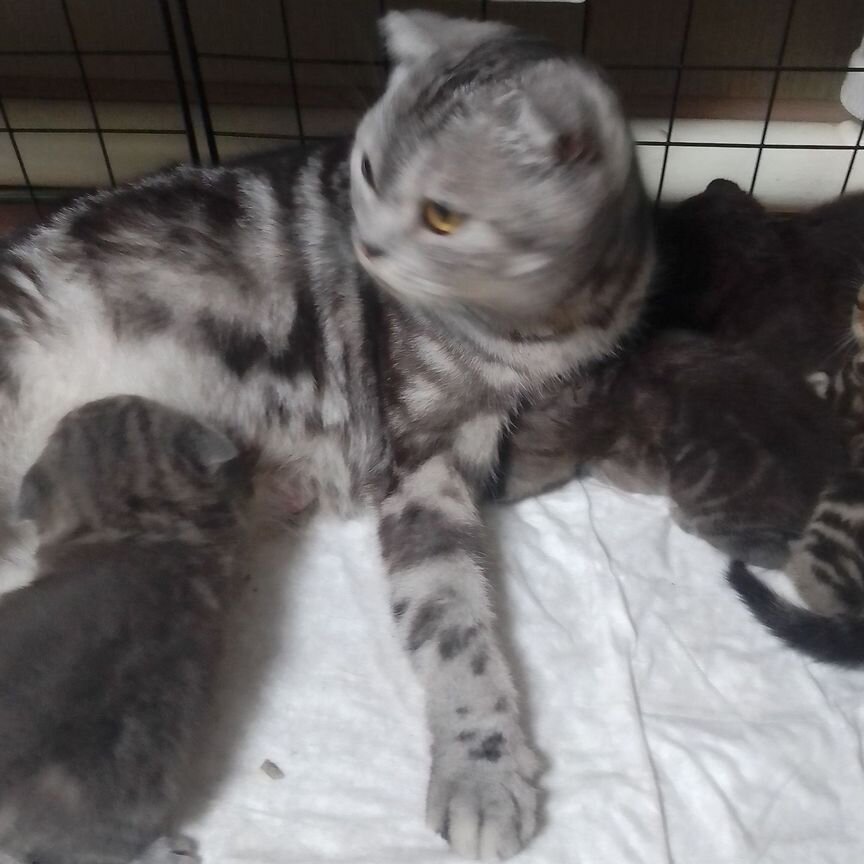 Шотландские котята