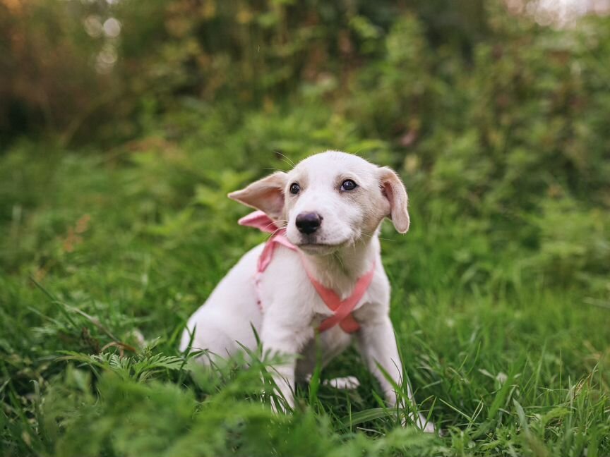 Щенок-ангелок ищет дом и семью