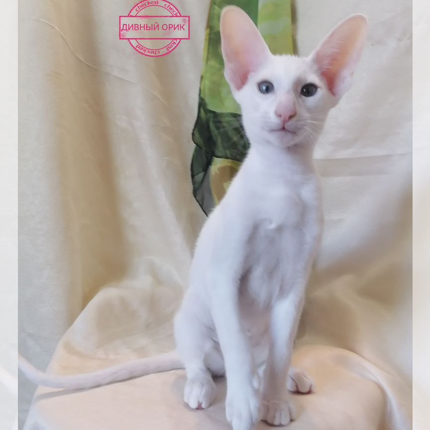 Ориентальный котёнок