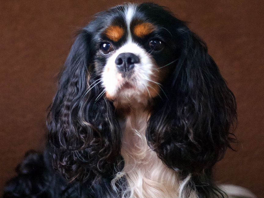 Кавалер кинг чарльз Спаниель вязка