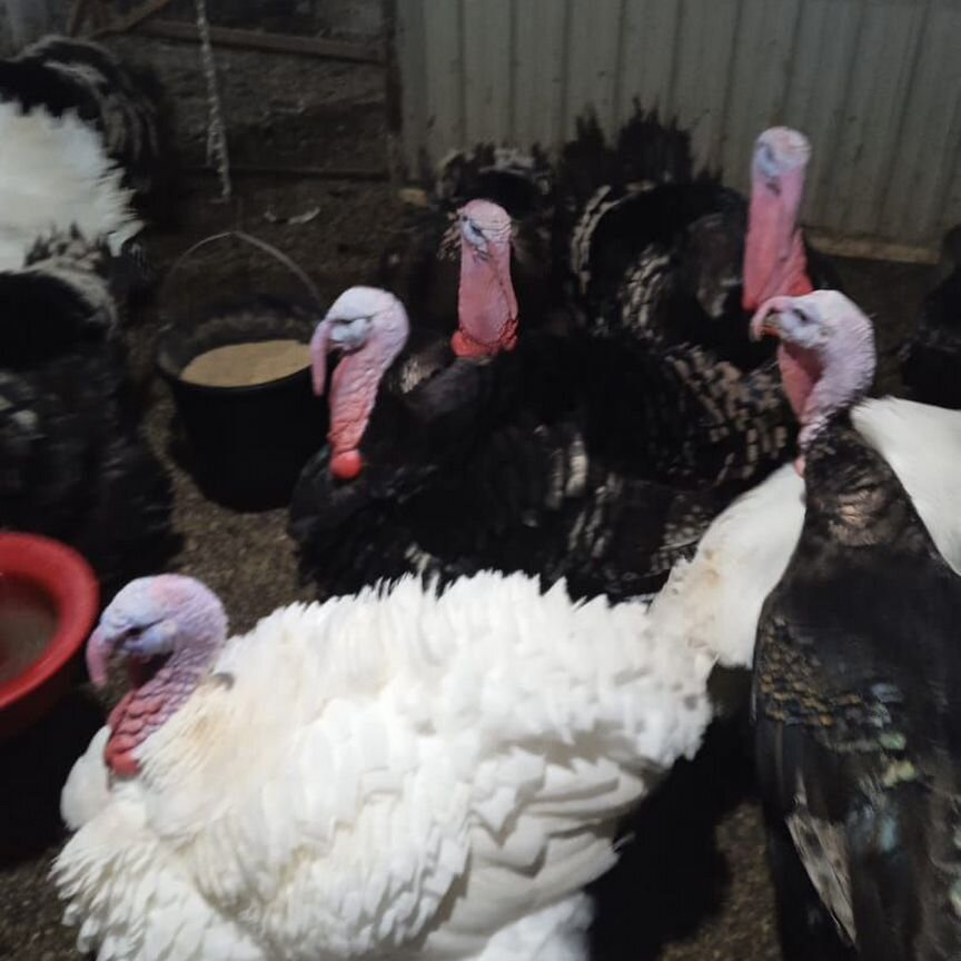 Индюки самцы