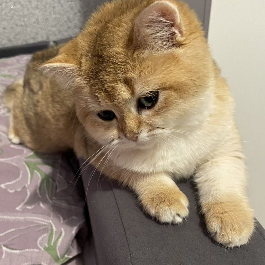 Котята золотая шиншилла