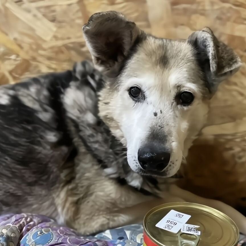 Взрослая собака в добрые руки