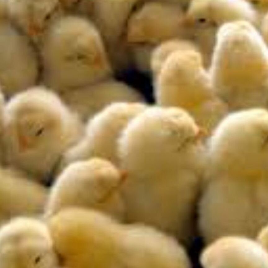 Цыплята бройлеры коап 500