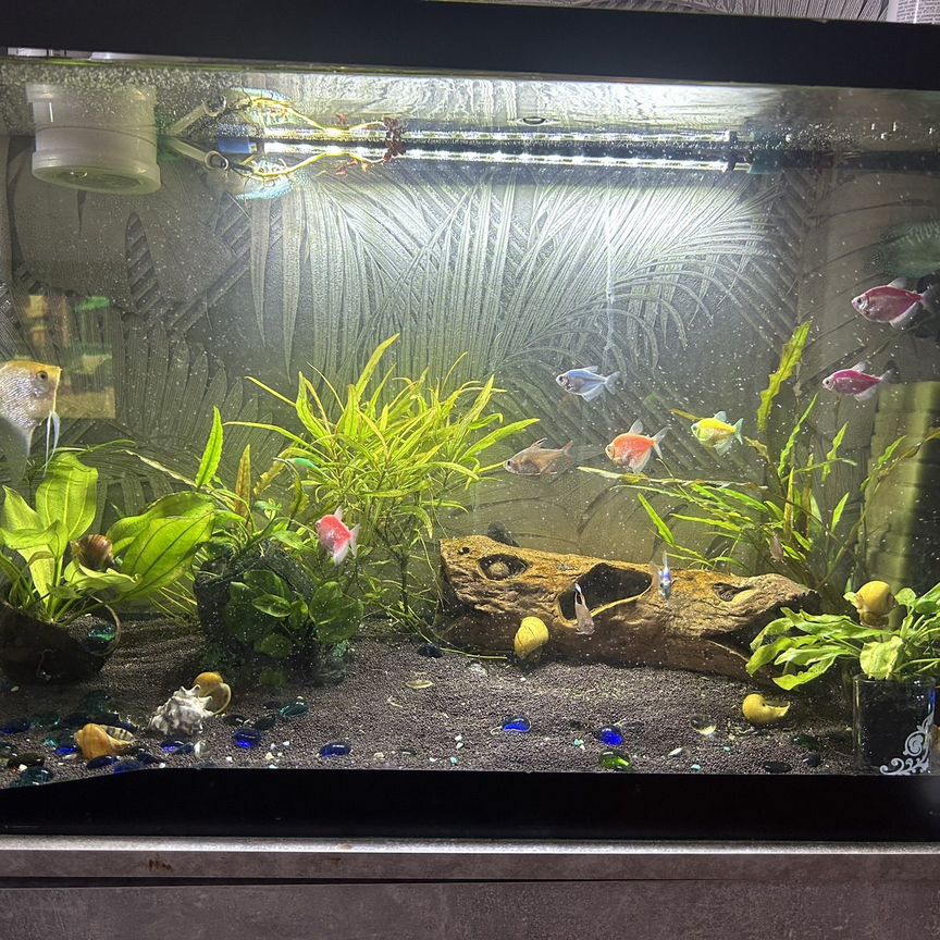 Аквариум с рыбками