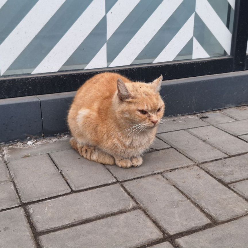 Помогите котику на улице
