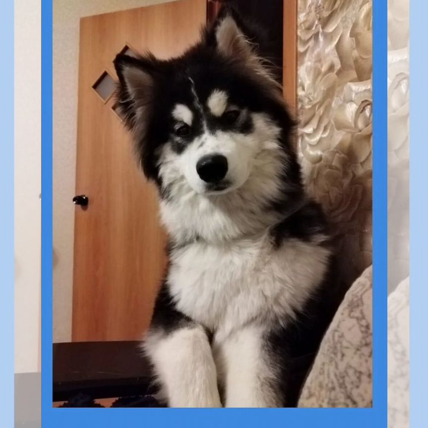 Сибирский хаски, взрослый пёс