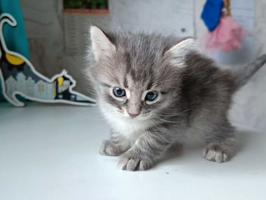 Котенок в добрые руки