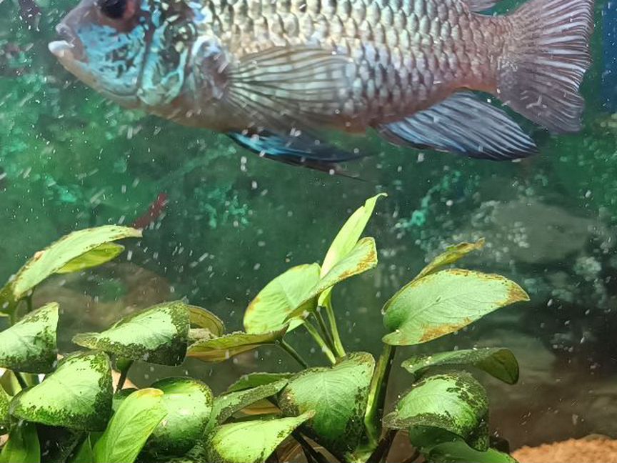 Наннакара неоновая