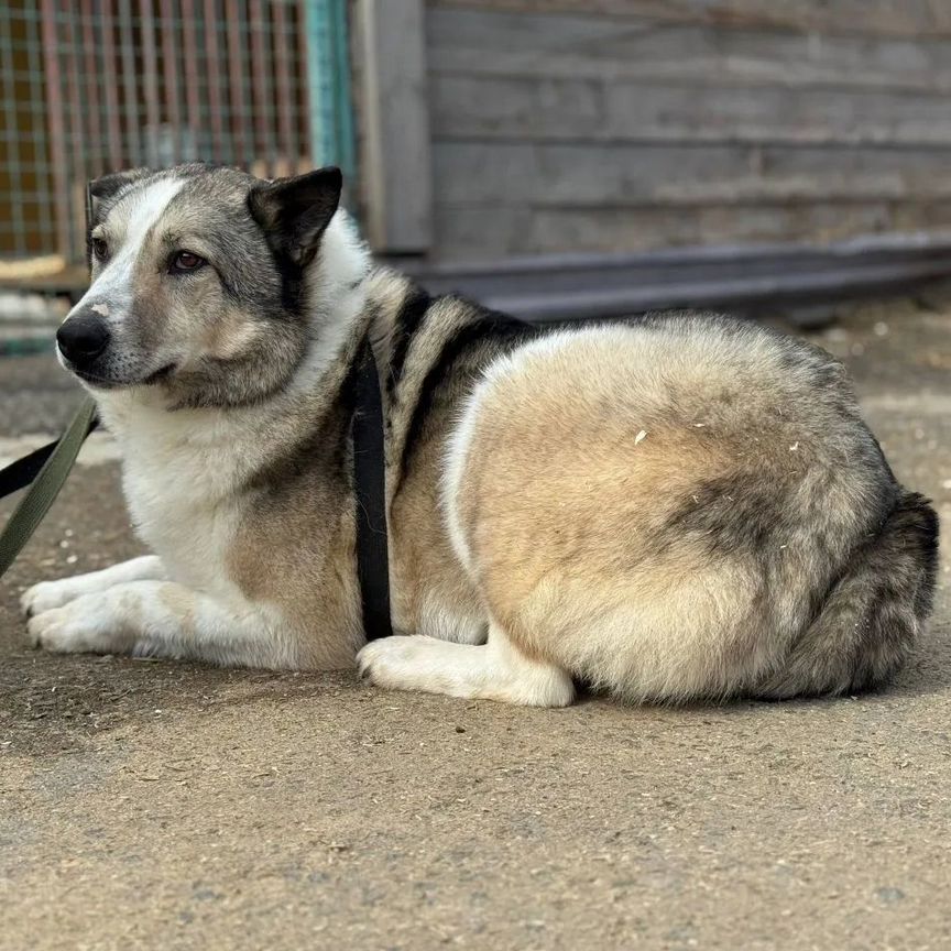 Взрослый пёс в добрые руки