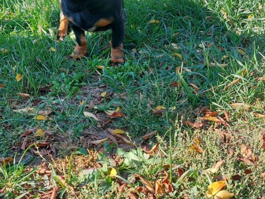 Собаки бесплатно такса