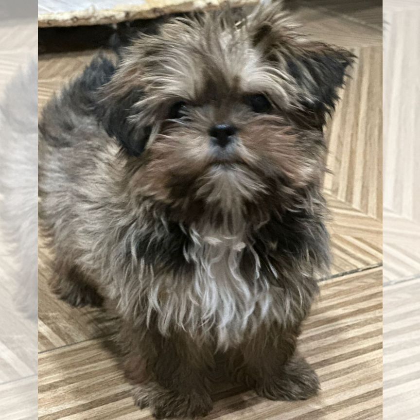 Йоркширский терьер, щенок