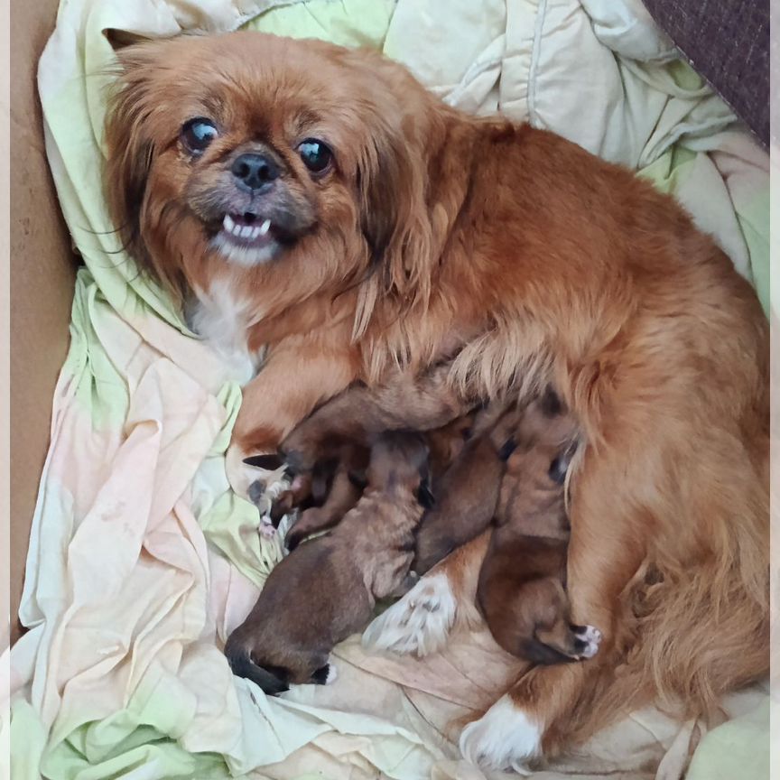 Пекинес, щенок