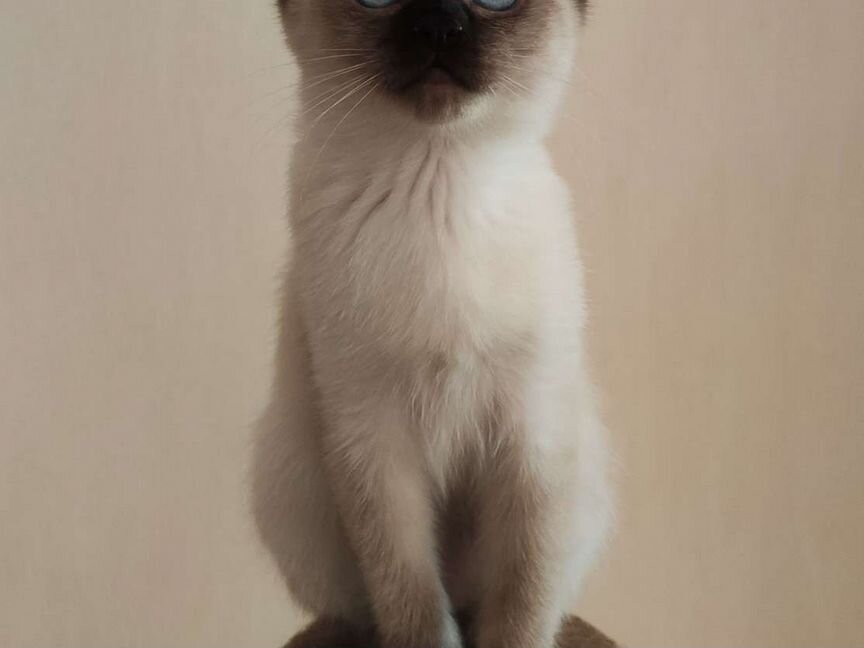 Молодая кошка тайская. 3 месяца