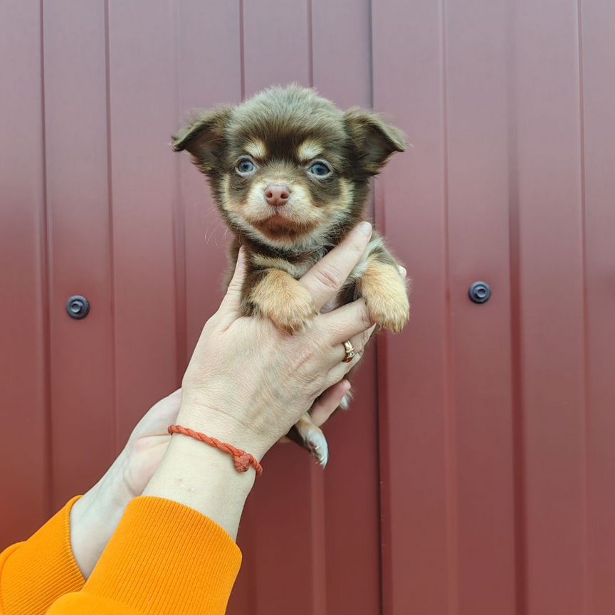 Продаётся мальчик чихуахуа