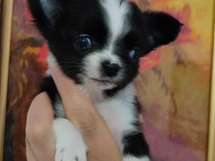 Щенки чихуахуа