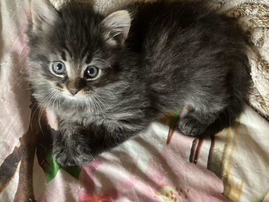 Сибирские котята в добрые руки