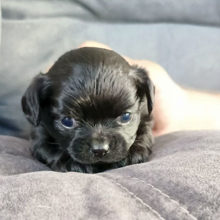 Чихуахуа, щенок