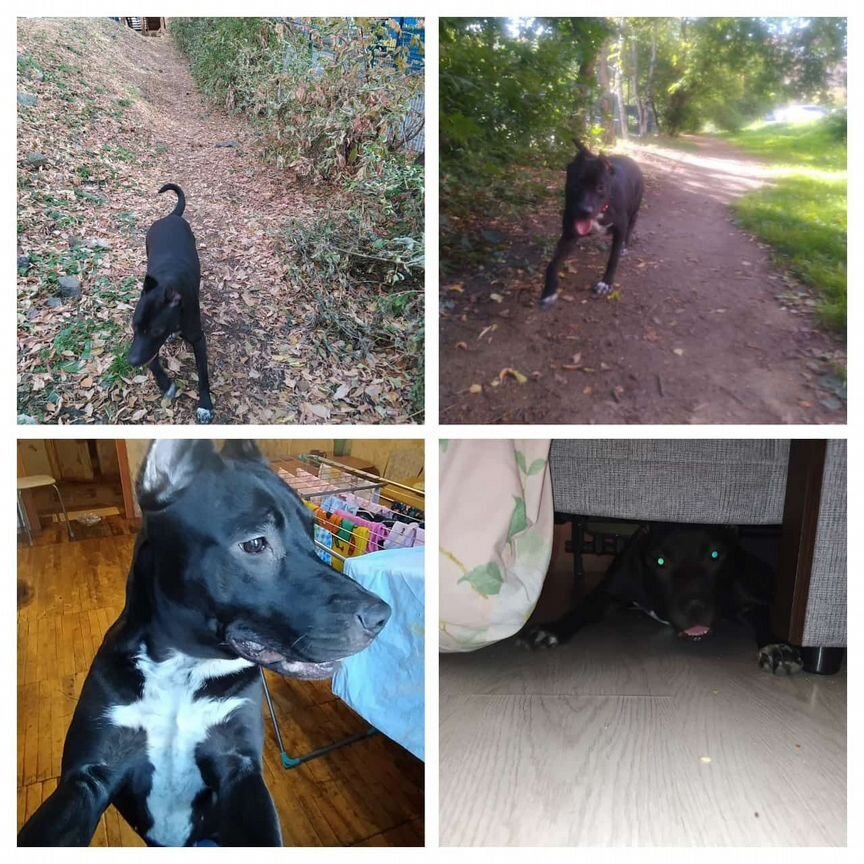 Отдам собаку в добрые руки