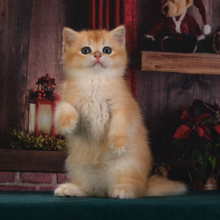 Британская золотая шиншилла котята