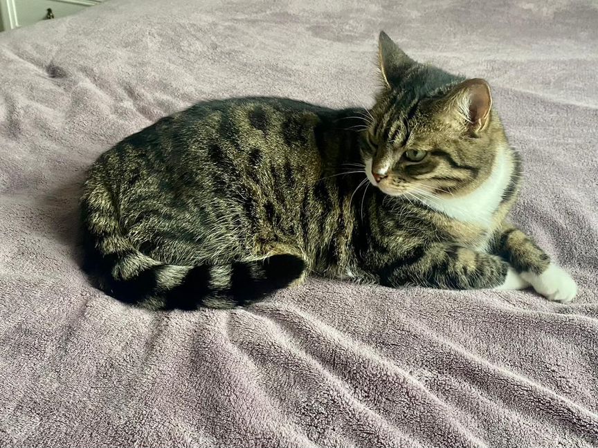 Добрая кошка Лаки